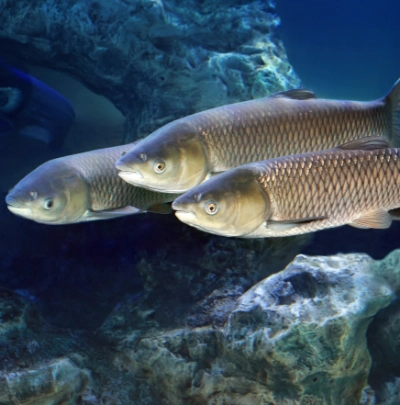 Graskarpfen | Dehner