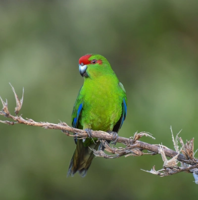 Ziegensittiche | Dehner