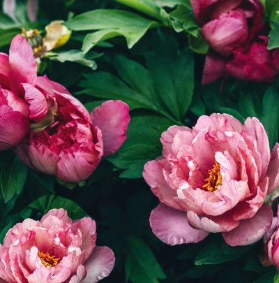 Dehner Garten-Center in Trier | Dehner