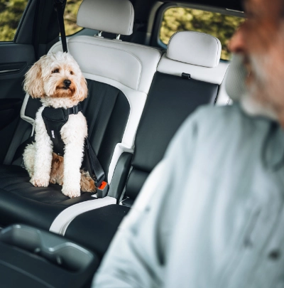 Thule Hundeboxen bei Dehner – Sicherer Transport für Ihren Hund