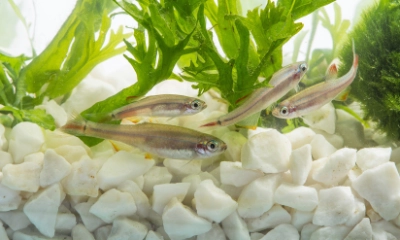 Kardinalfische | Dehner