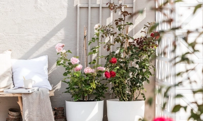 Luxus Standort Rosen Pflanzen Bild