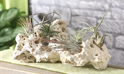 Tillandsien | Dehner