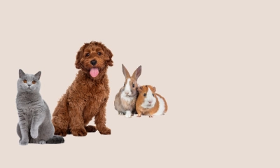 Dehner Lieblinge | Dehner