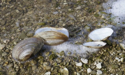 Teichmuscheln | Dehner
