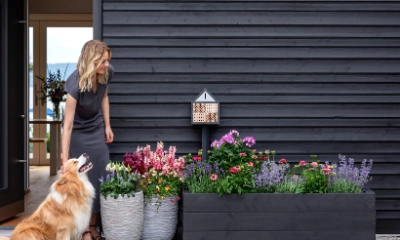 Jetzt Pflanzen Angebote sichern | Dehner