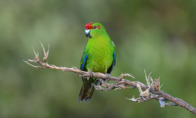 Ziegensittiche | Dehner