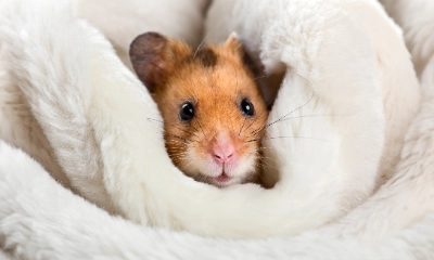 Goldhamster | Dehner