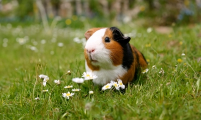 Artgerechte Meerschweinchenhaltung | Dehner