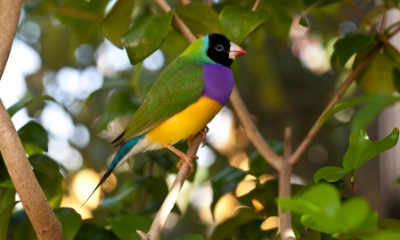 Farben Der Gouldamadine Gouldamadine – Zootier Lexikon