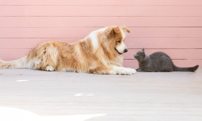 Dehner Premium: Exklusive Produkte für Ihr Haustier – Qualität, der Sie vertrauen können | Dehner