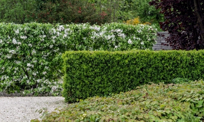 Ratgeber Hecken | Dehner