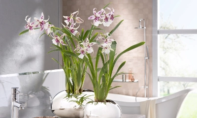 Orchideen umtopfen | Dehner