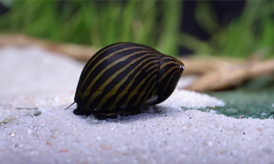 Rennschnecke | Dehner