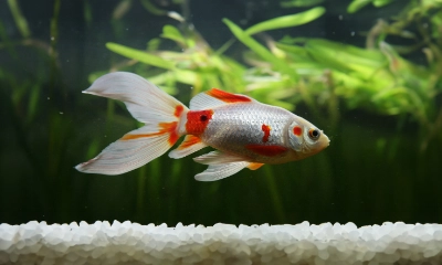 Wie Viel Kostet Ein Goldfisch