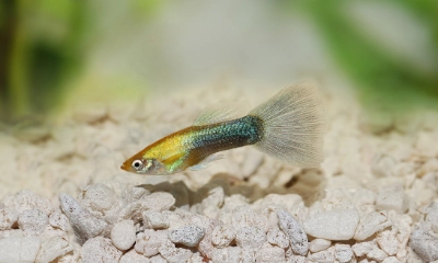 Guppys | Dehner