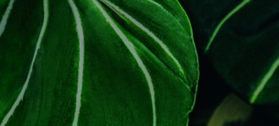 Newsletter Registration | Dehner