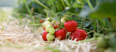 Zehelein-Schemm | Dehner