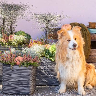 Dehner Garten-Center in Wien (Hirschstetten) | Dehner