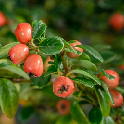 Immergrüne Pflanzen | Dehner