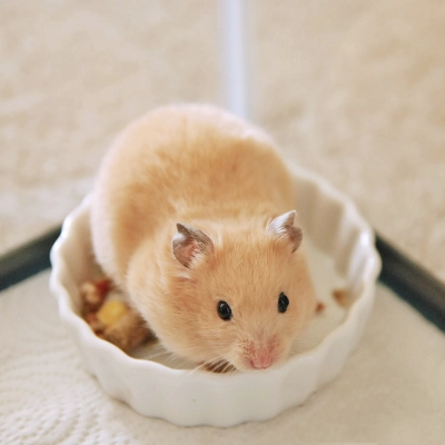 Goldhamster | Dehner